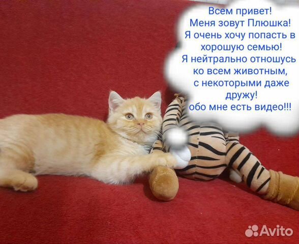 Кошечка в добрые руки