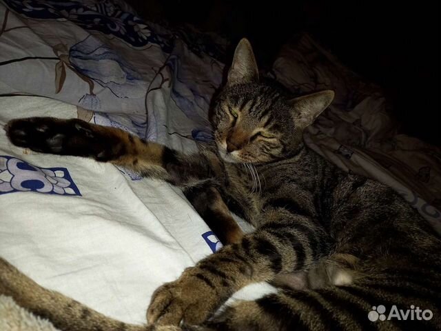 Кошка митис бенгальской