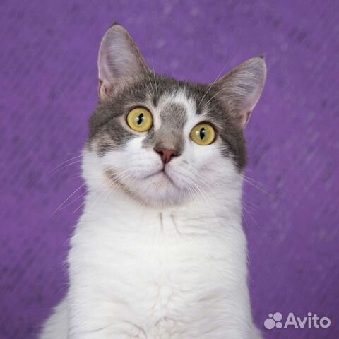 Озорная Креветка в добрые руки