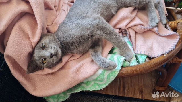 Котенок в добрые руки