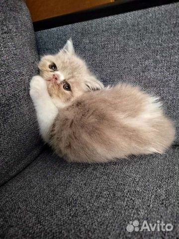Котенок перс экзот