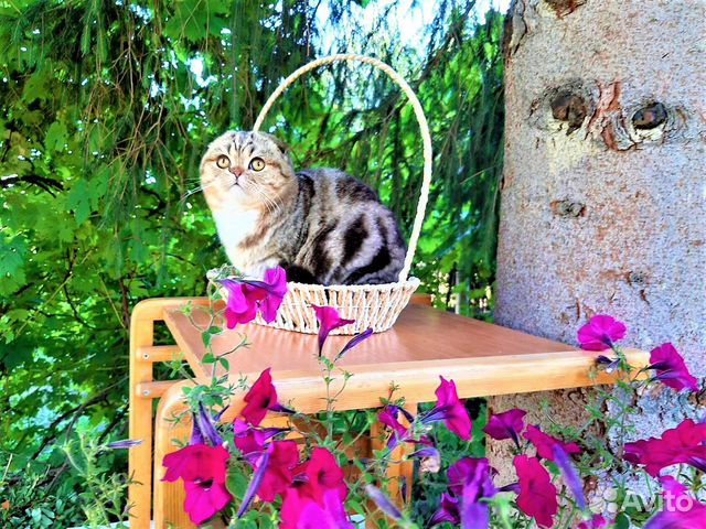 Шотландский тигренок