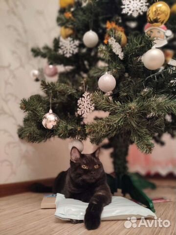 Котик Скотиш Страйт 1.5года