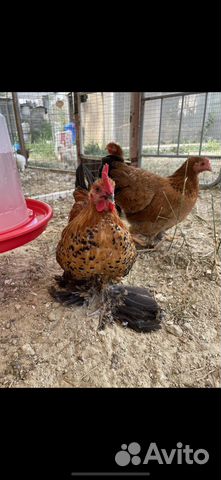 Мильфлер семья. Петух и две курочки