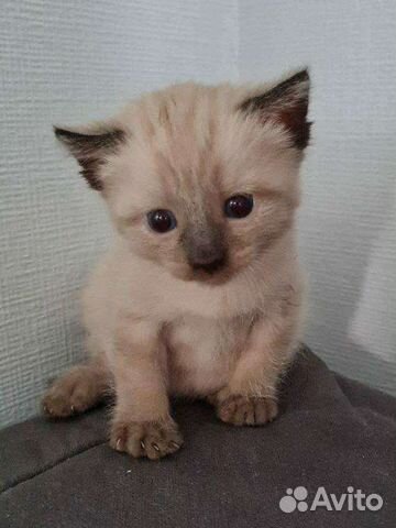 Котята Тайские