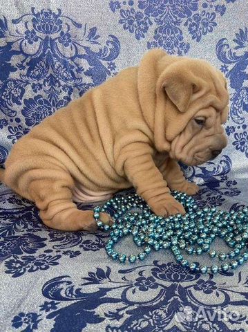 Щенки шарпей