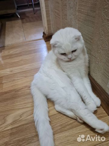 Белоснежный шотландский котенок