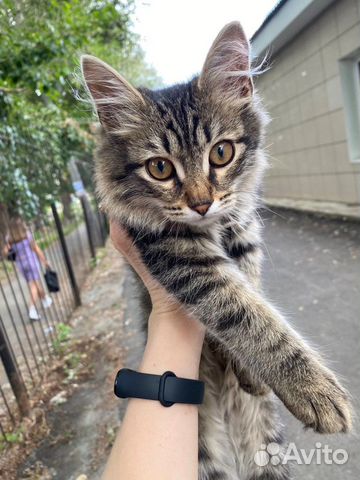 Красивый котенок мальчик 3 месяца