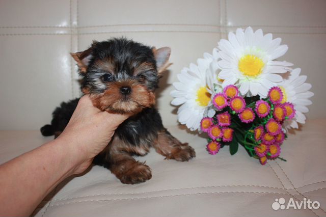 Красавчик мальчик 2,5 мес