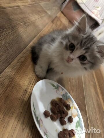 Котеночек в добрые руки