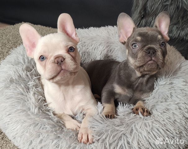 Французский бульдог экзотического окраса, девочки
