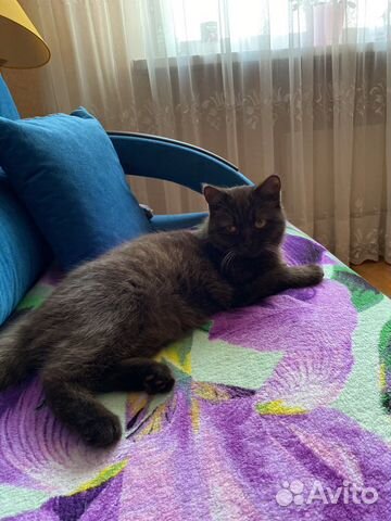 Кошка шоколадка ищет мужа