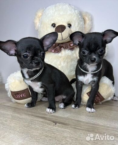 Щенки чихуахуа, черные, белый