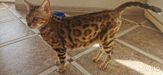 Бенгальские котята
