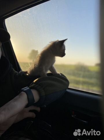 Сиамские котята