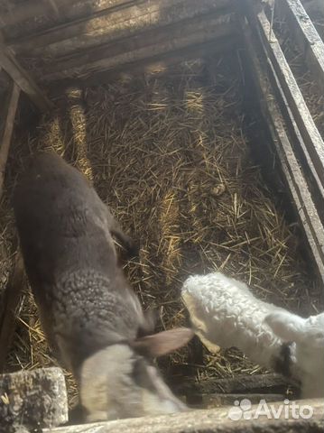 Ягнята - отказники, около двух месяцев и неделя