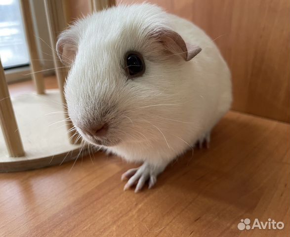 Морская свинка, мальчик
