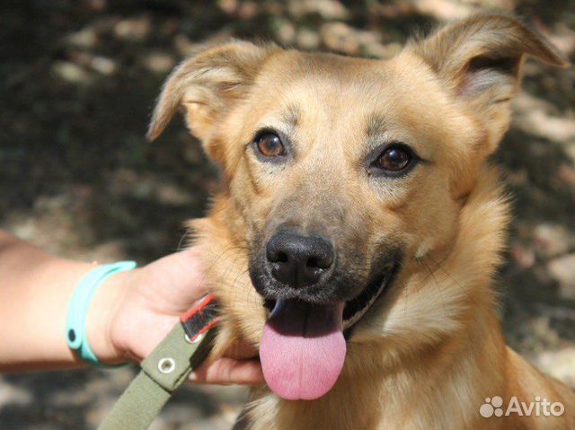 Маленькая Меренга никому не нужна