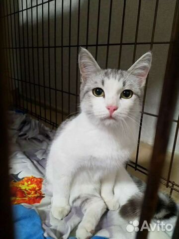 Котик грустит в клетке