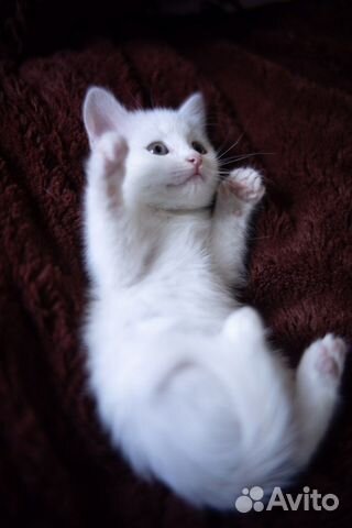 Котенок ищет дом