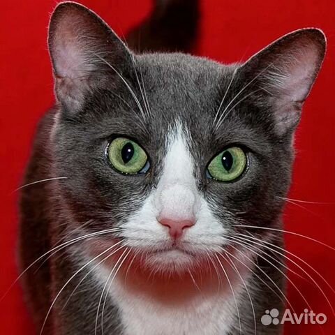 Ласковейшая кошечка Китти