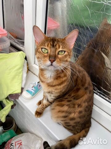 Бенгальская кошка