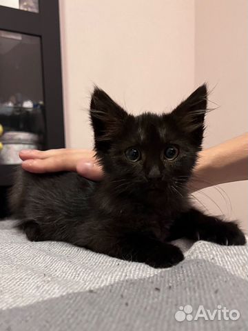 Котенок 1,5 месяца