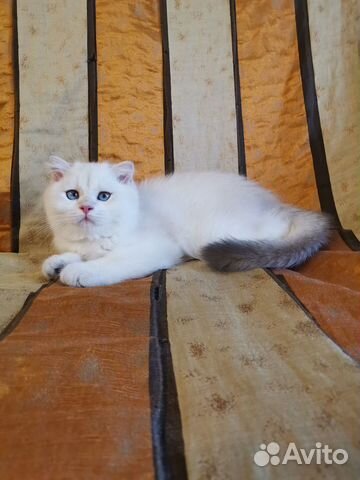 Котик голубое колорное золото