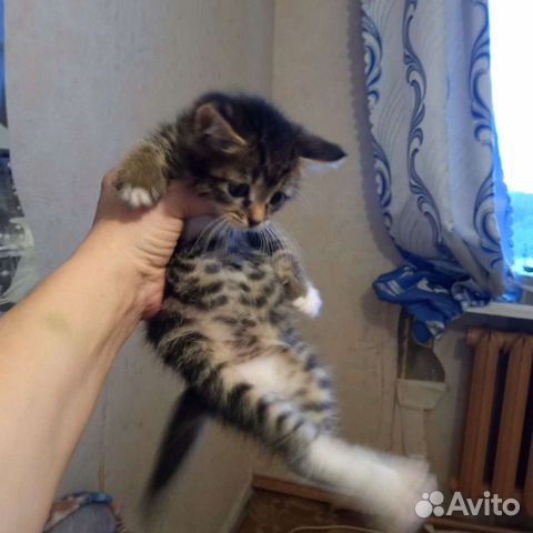 Британский котик бесплатно