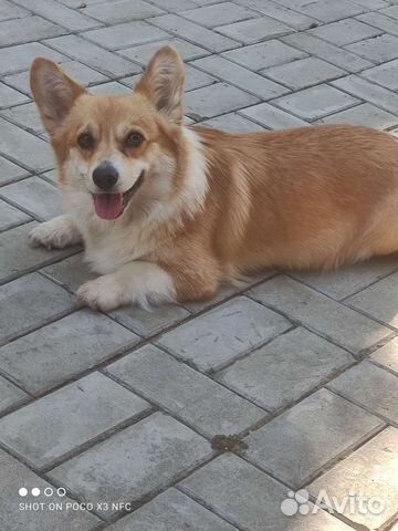 Вельштерьер