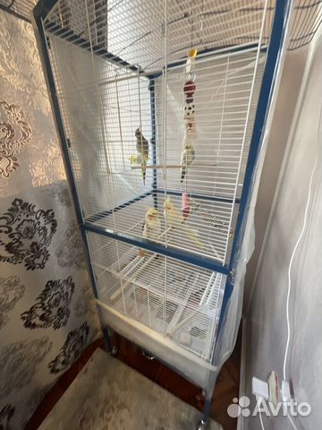 Продам 4 попугая коррела вместе с клеткой