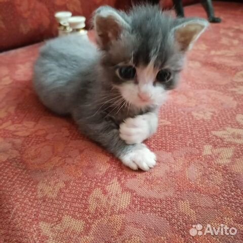 Котята мальчики дар в добрые руки
