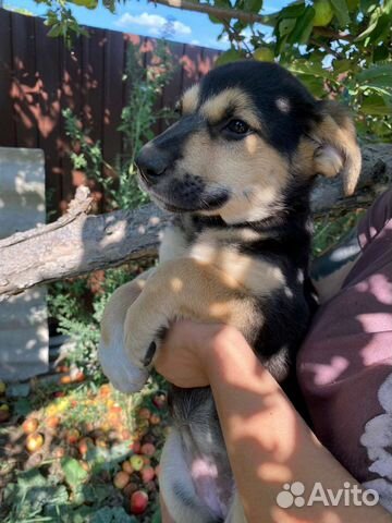 Щенки домашние