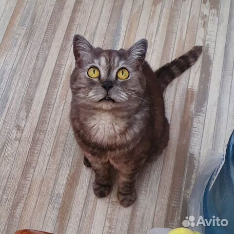Яна в добрые руки