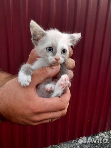 Котята сиамской кошки ищут семью