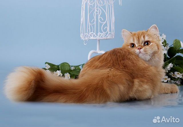 Мартинка - красная тикированная кошка