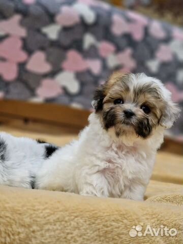 Микро мальчик Мальтипу Корея