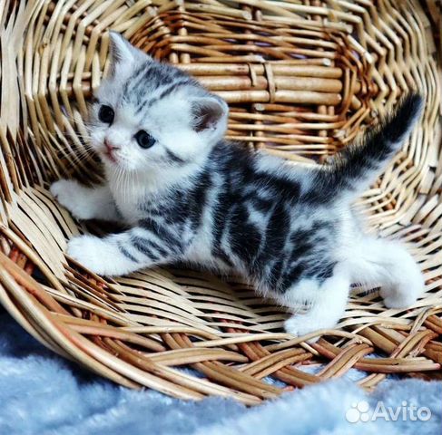 Плюшевые колобки скоттиш страйт