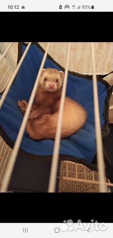 Вязка хорька