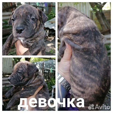 Стаффордширский терьер щенки