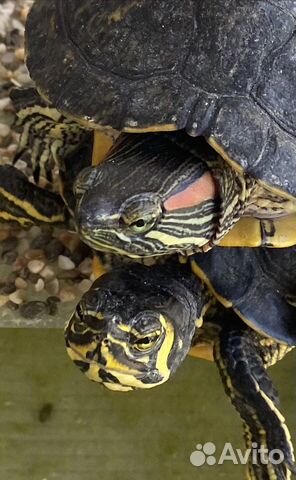 Черепахи