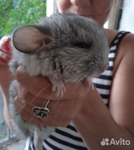 Пушистые комочки