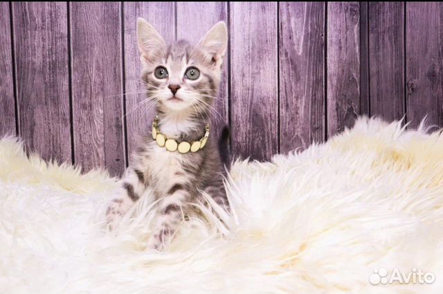 Ириска ищет семью (2,5 месяца)