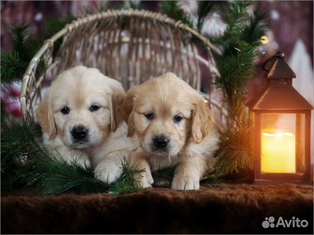 Щенки золотистого ретривера