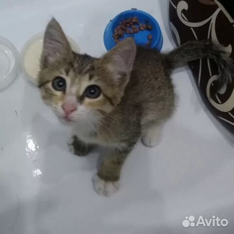 Котенок рысенок в добрые руки