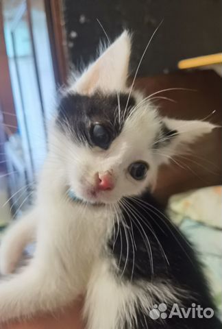 Котята в добрые руки бесплатно