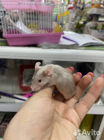 Сатиновые мыши