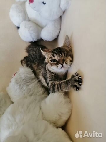 Стерилизованная Нюша ищет дом