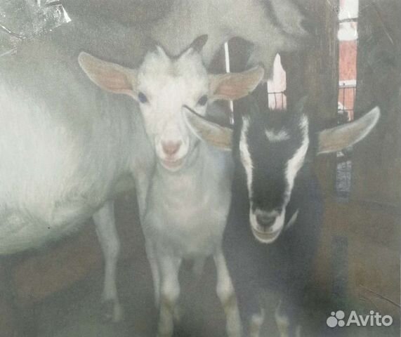 Козы и козлята