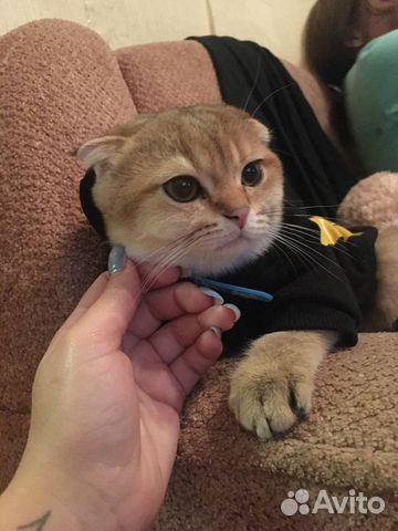 Продам замечательного котенка в связи с переездом